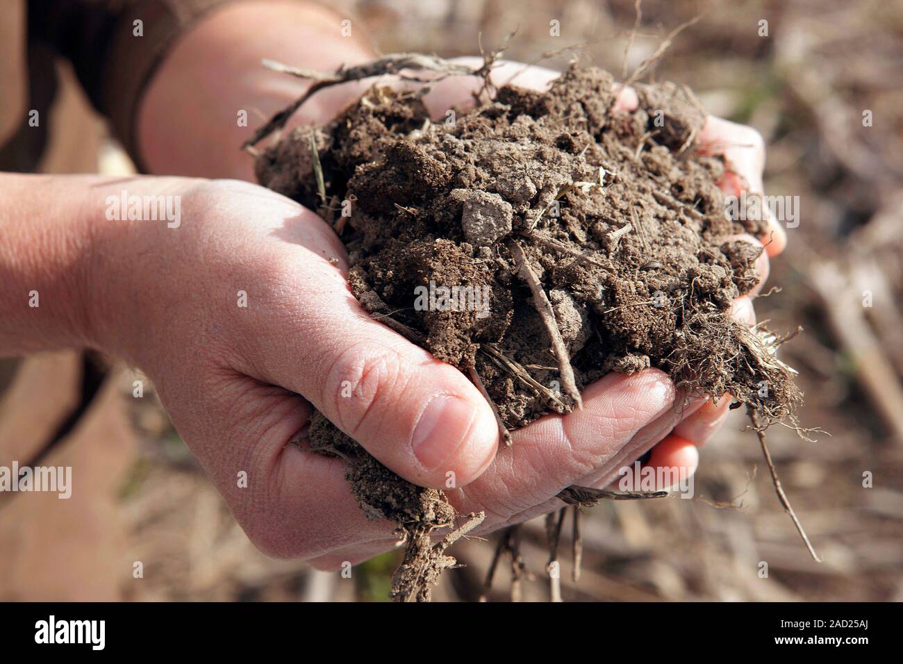 Soil scientist. Close-up of a soil scientist holding a handful of soil ...