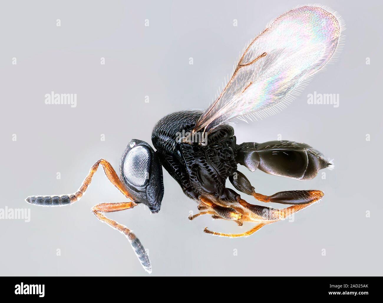 Parasitic wasp (Trissolcus japonicus). This wasp is a primary candidate ...