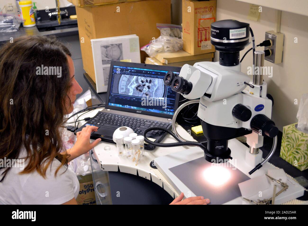 Wasp identification. Researcher using a microscope to produce high ...