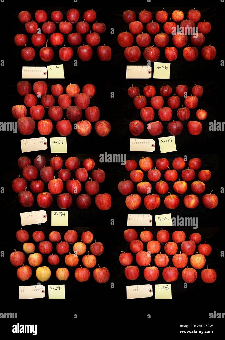 Apples (Malus domestica) grown on different rootstocks. Selection of ...