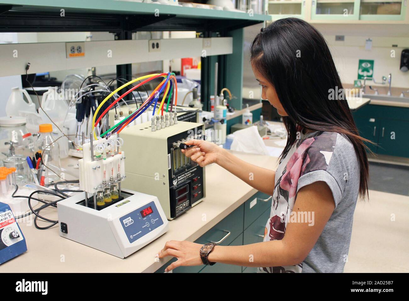 Mandarin crop flavour analysis. Researcher setting up a device to trap ...