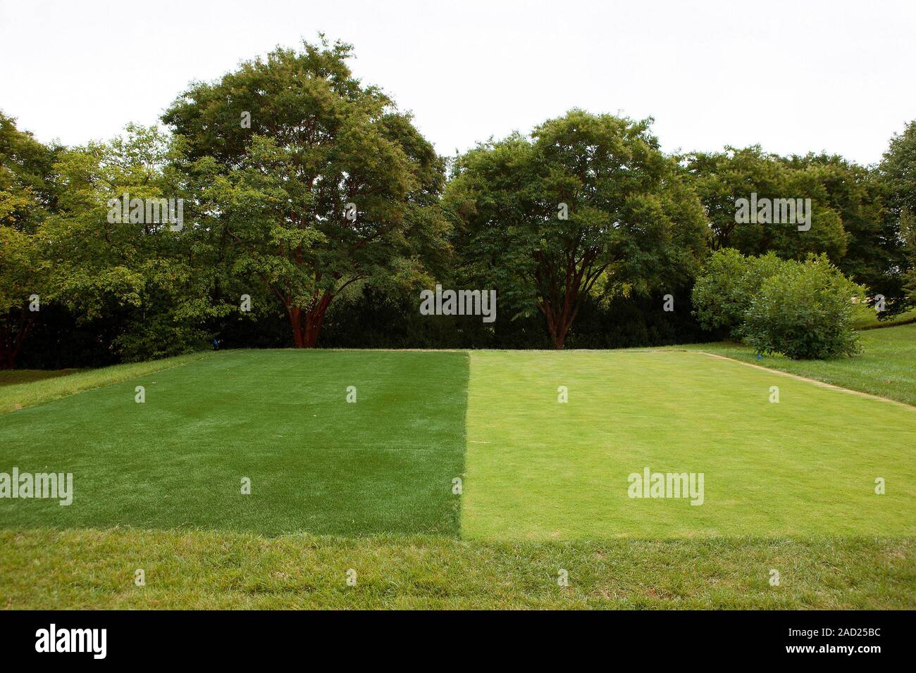 Artificial and real grass comparison. Side-by-side comparison of an ...