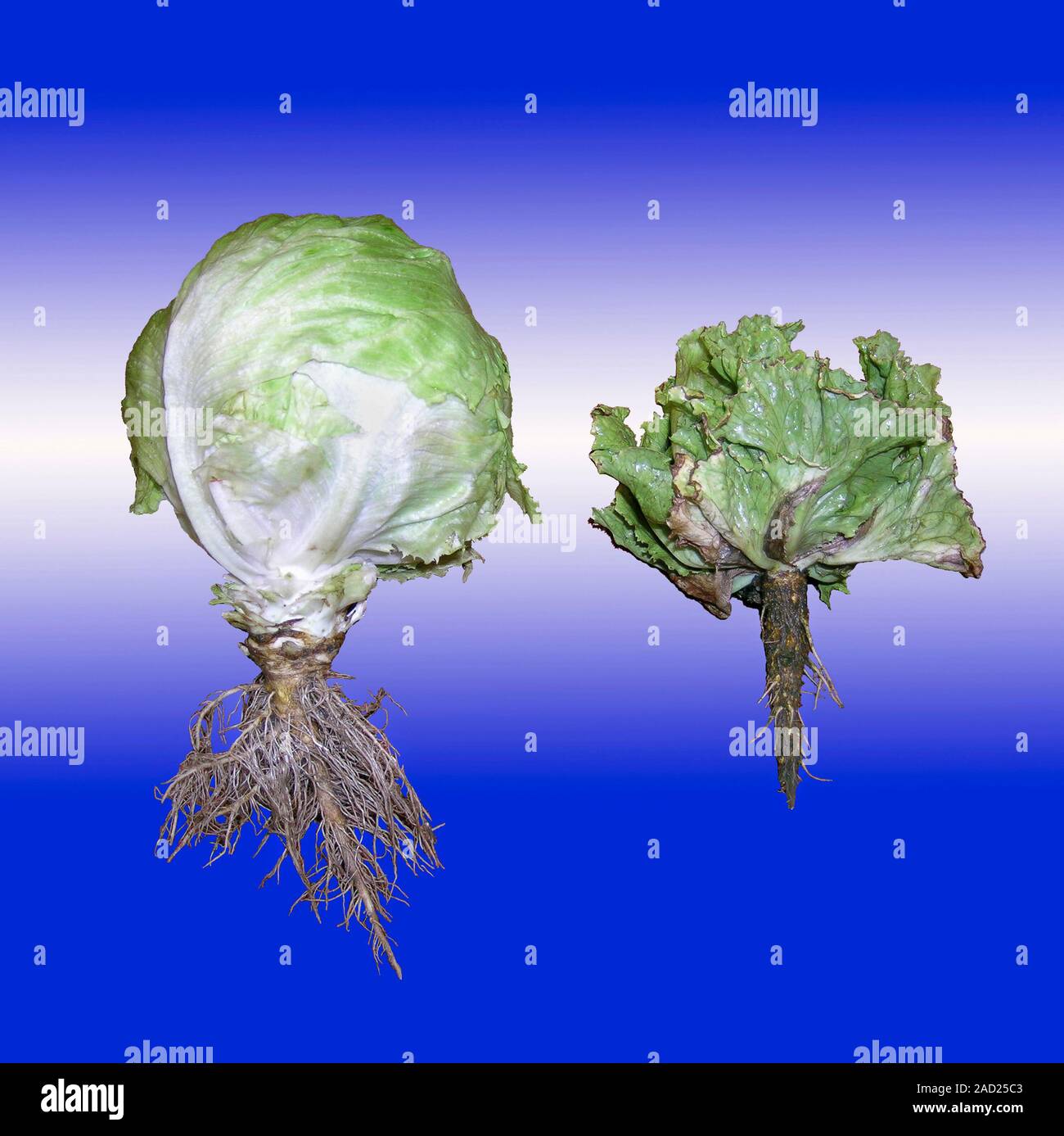 Healthy and diseased lettuce plants. Healthy lettuce (Lactuca sativa ...