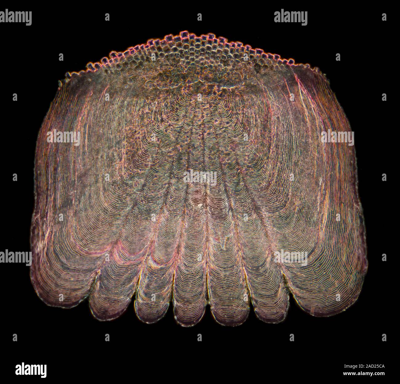 Perch scale, Perca fluviatilis, freshwater fish, darkfield ...
