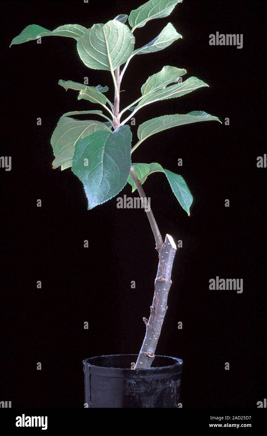 Grafted apple plant. Leaves of an apple (Malus domestica) tree that ... Grafted apple plant. Leaves of an apple (Malus domestica) tree that ...