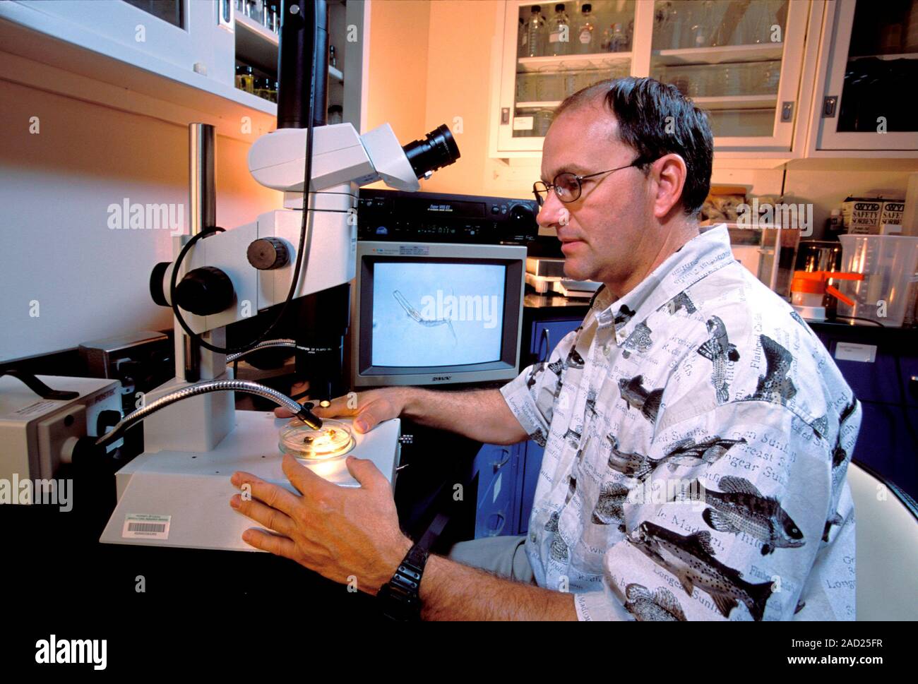 Snail parasite infection testing. Scientist using a dissection scope to ...