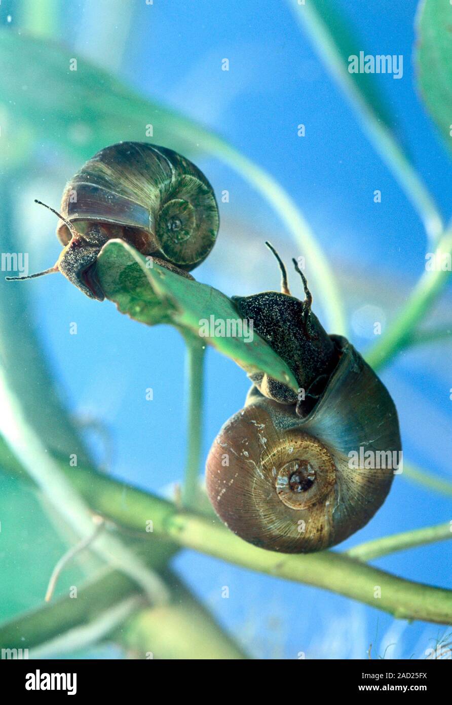 Ram's horn snails (Planorbella trivolvis) underwater. These freshwater ...