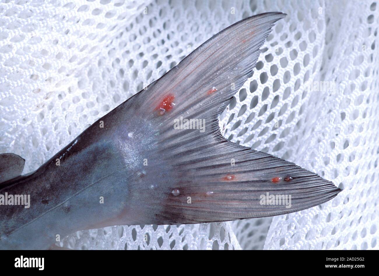 Parasites on catfish tail. Close-up of the tail of a channel catfish ...