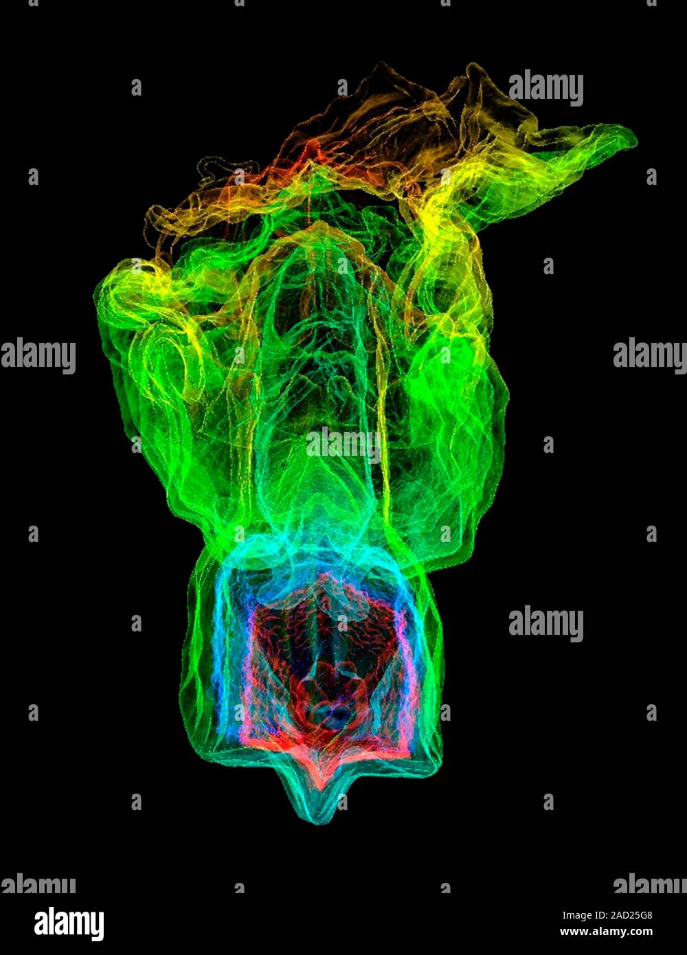 Aristolochia sp. flower. Coloured 3D reconstructed computed tomography ...