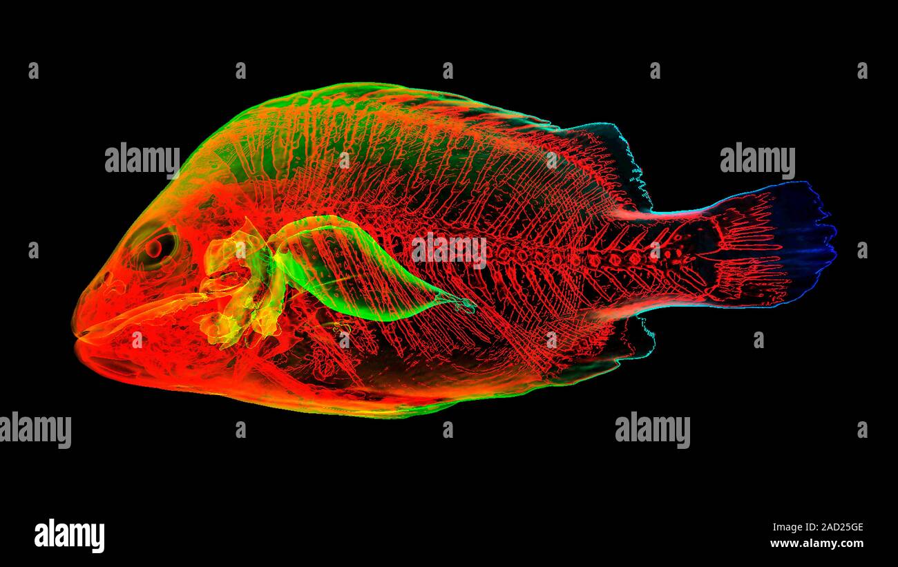 Grouper anatomy. Coloured 3D reconstructed computed tomography (CT ...