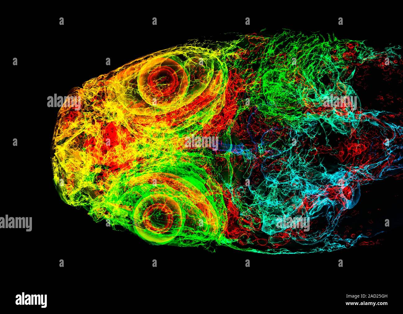 Zebrafish head. Coloured 3D reconstructed micro-computed tomography ...