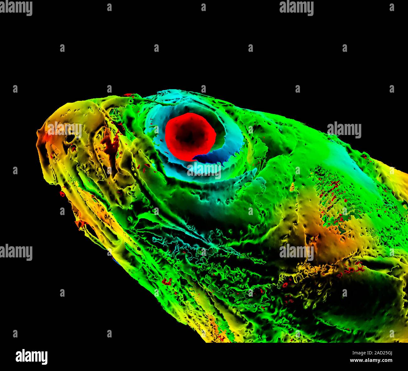 Zebrafish head. Coloured 3D reconstructed micro-computed tomography ...