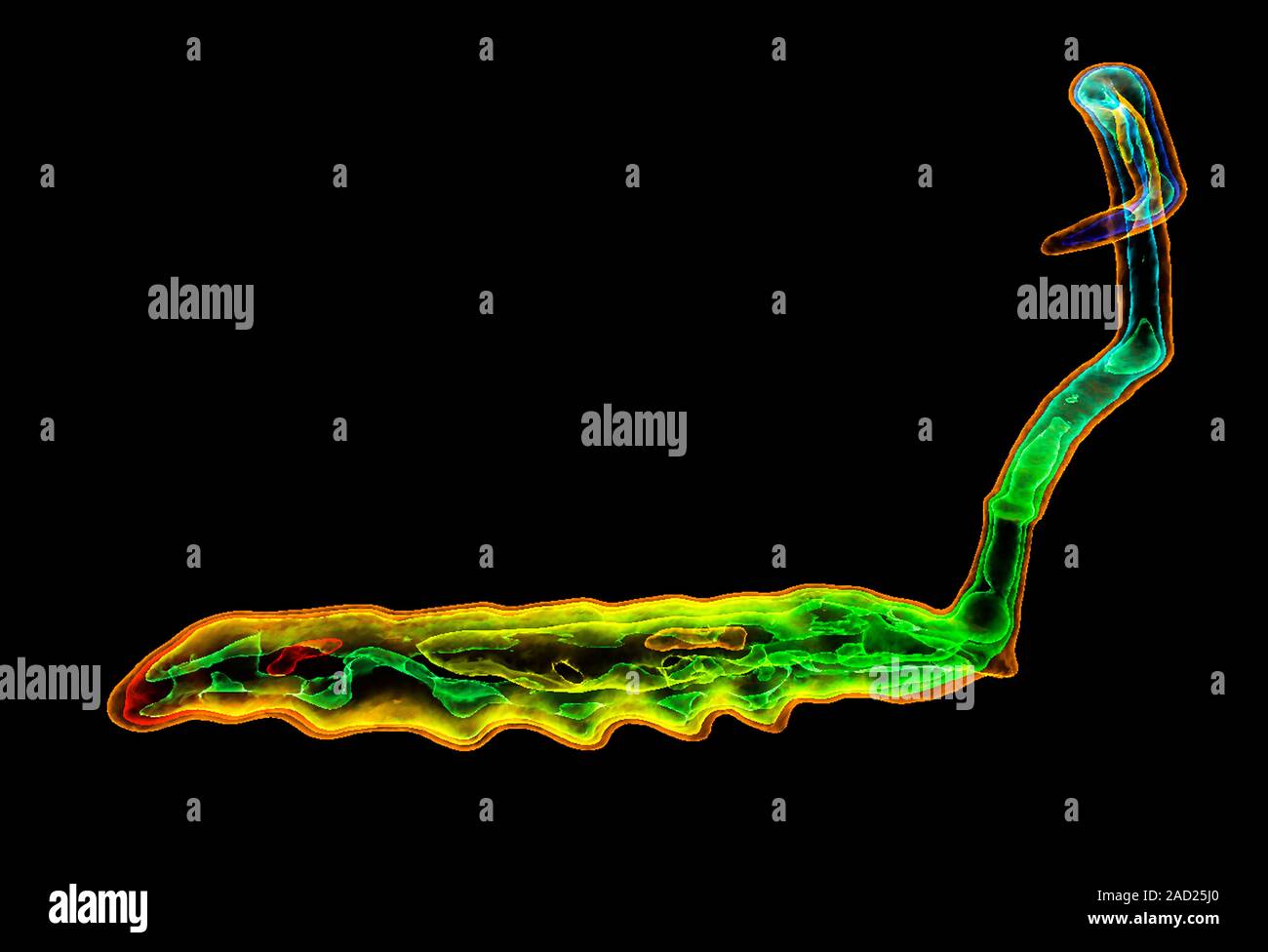 Fungus sprouting from caterpillar. Coloured 3D reconstructed computed ...