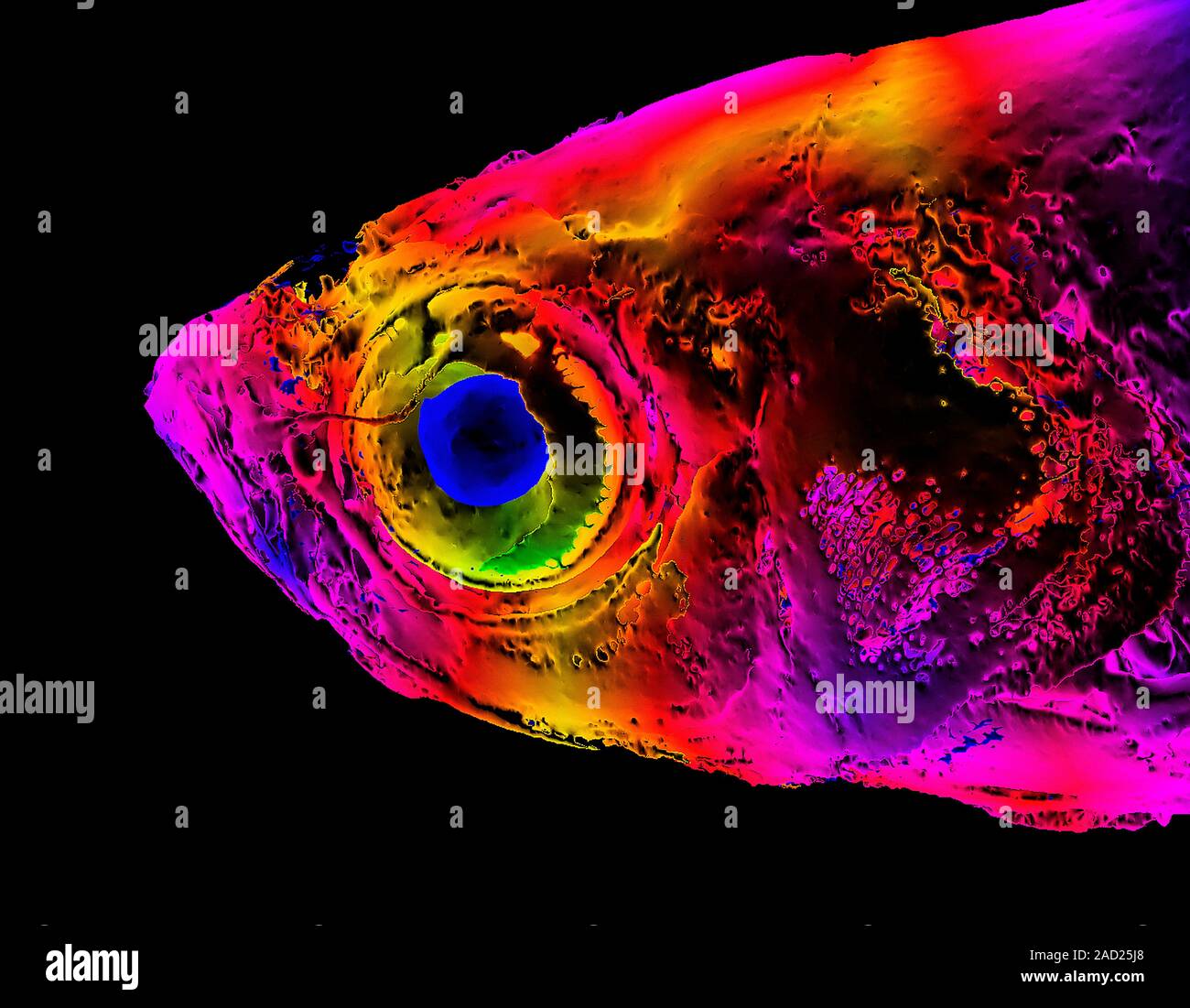 Zebrafish head. Coloured 3D reconstructed micro-computed tomography ...