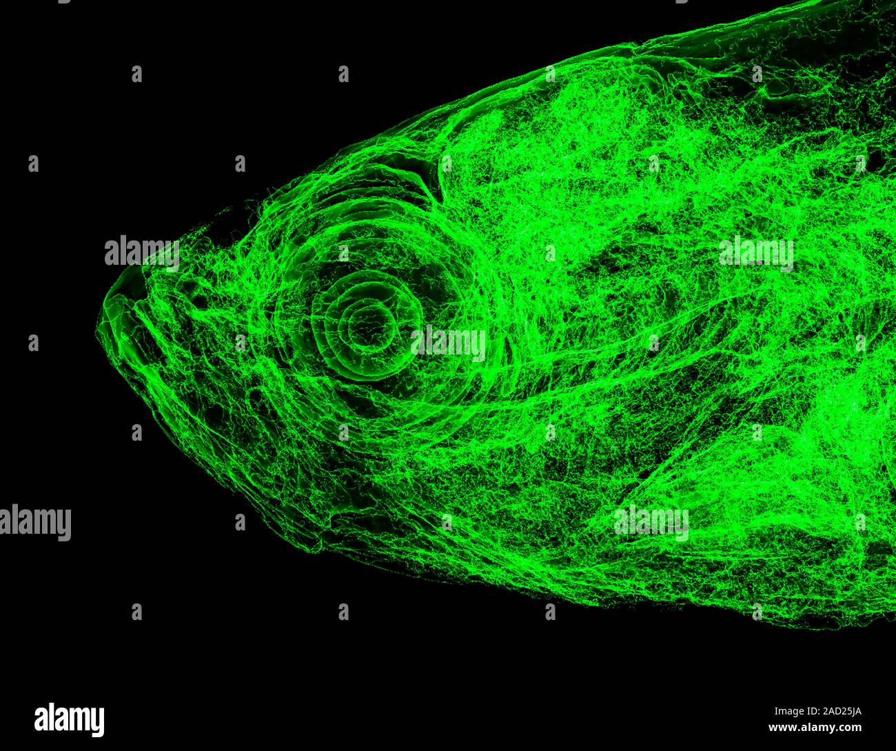 Zebrafish head. Coloured 3D reconstructed micro-computed tomography ...