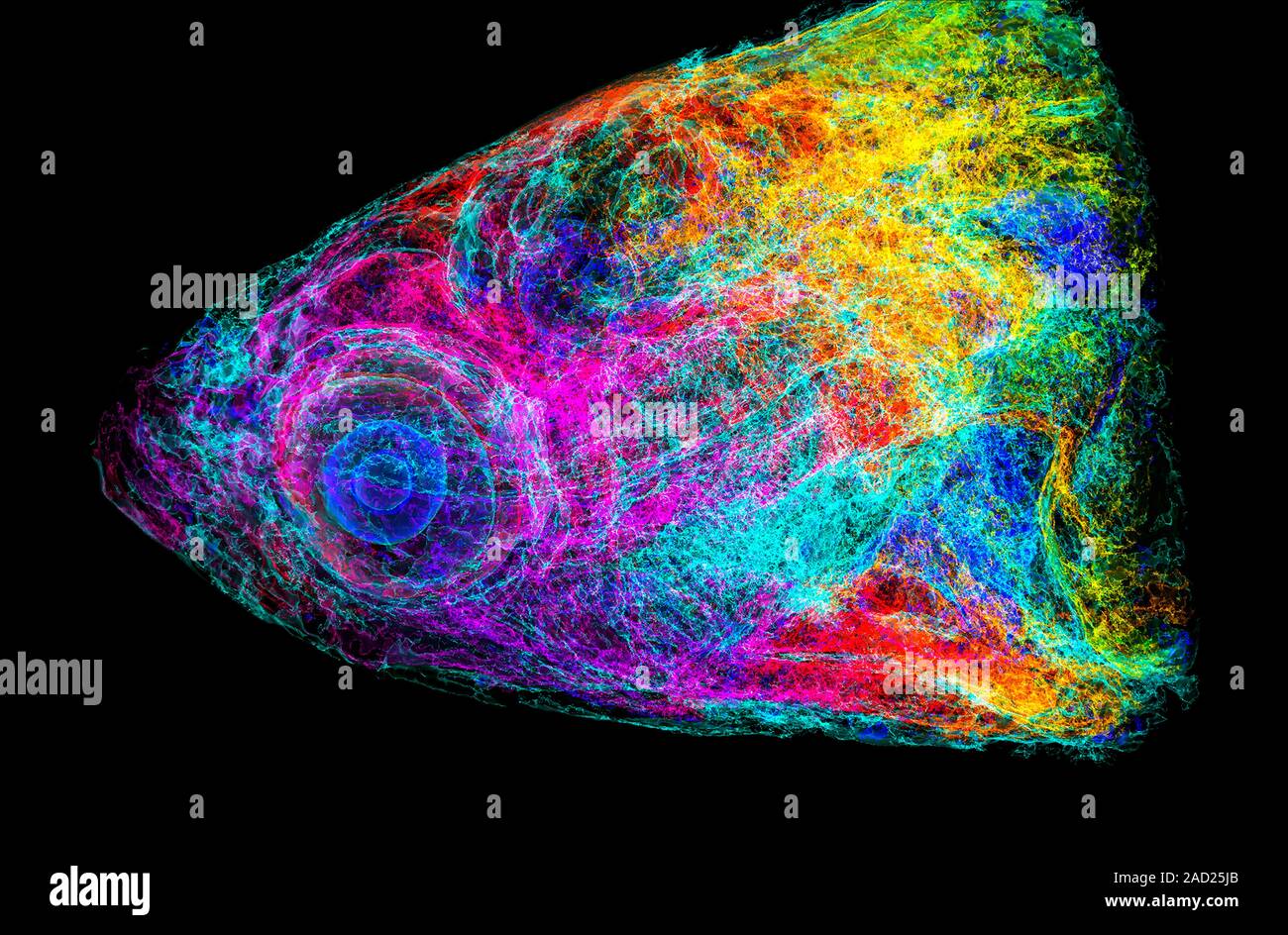 Zebrafish head. Coloured 3D reconstructed micro-computed tomography ...