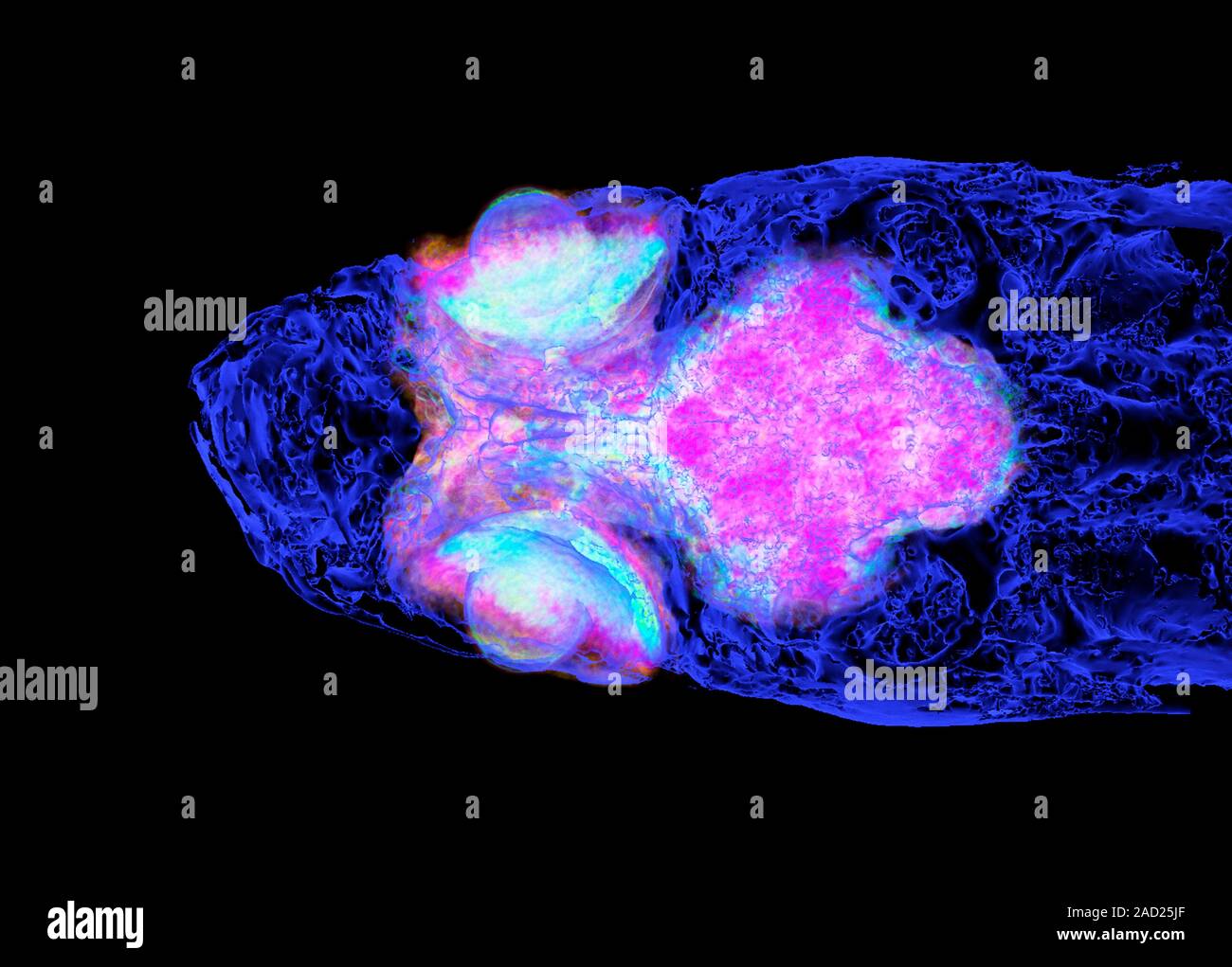 Zebrafish visual system. Coloured 3D reconstructed micro-computed ...