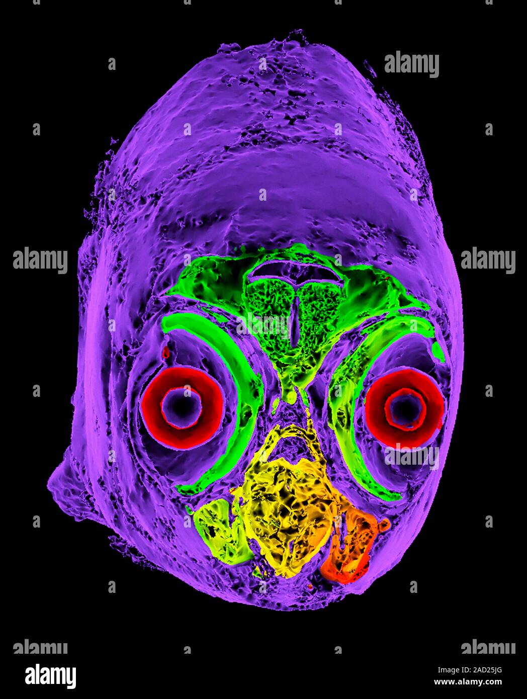 Zebrafish head. Coloured 3D reconstructed micro-computed tomography ...