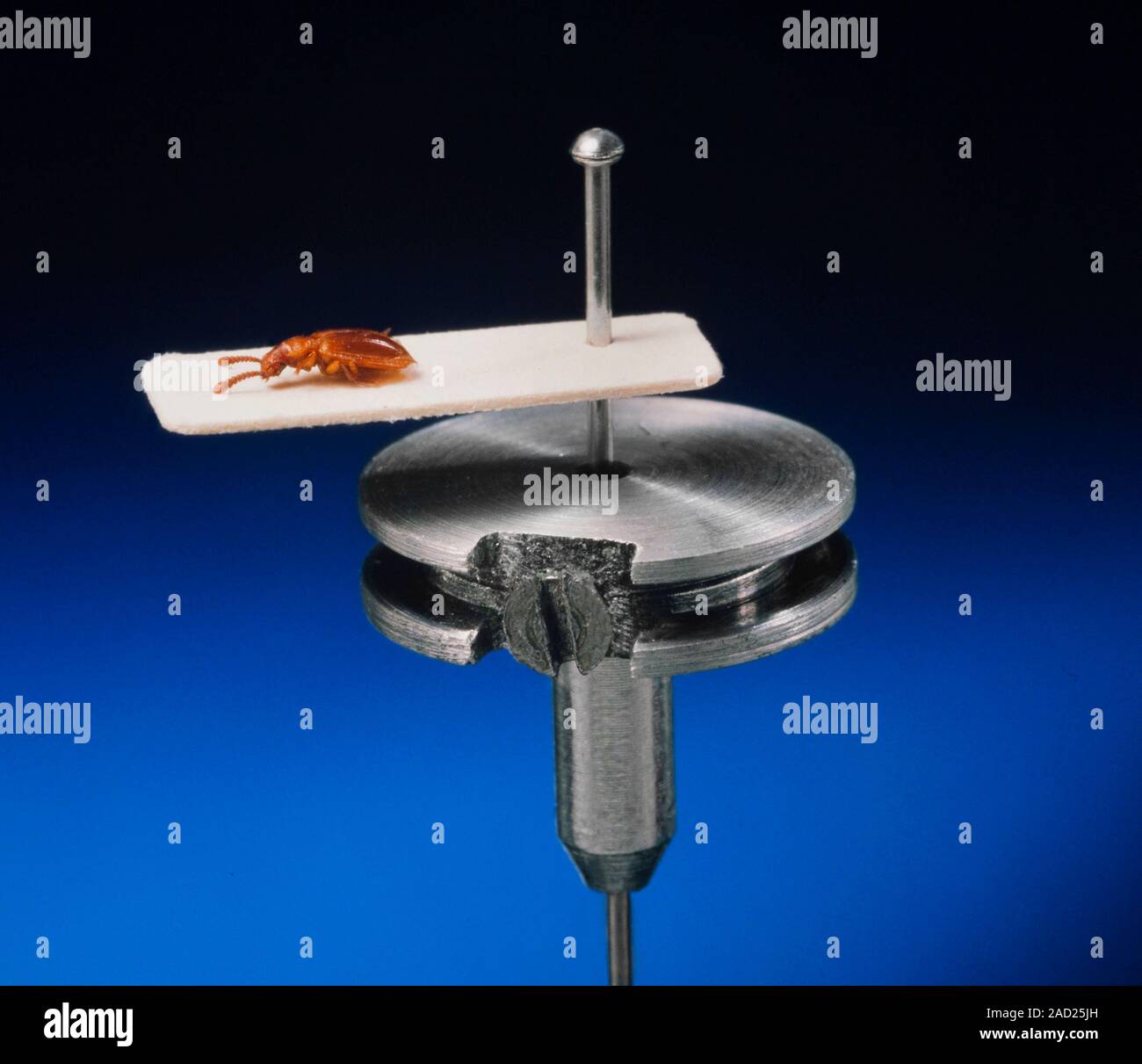 Entomological specimen hi-res stock photography and images - Alamy