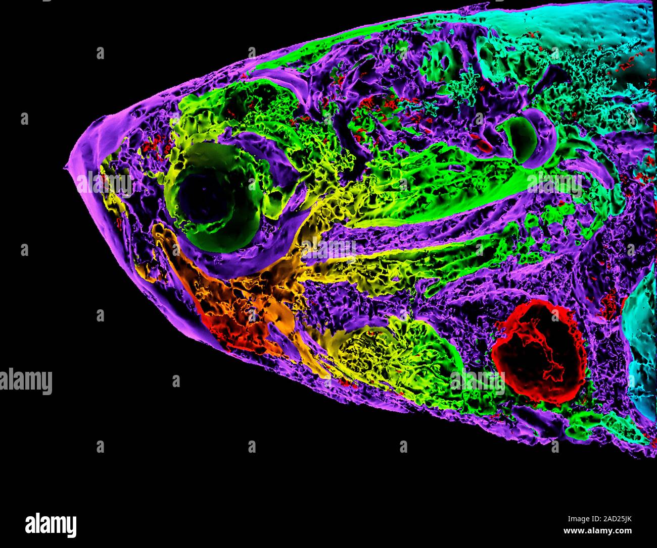 Zebrafish head. Coloured 3D reconstructed micro-computed tomography ...