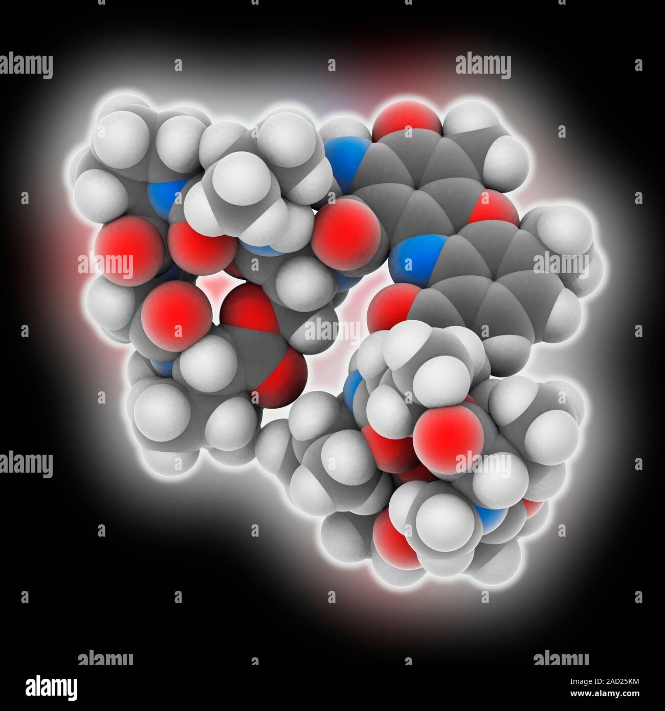 Actinomycin D. Molecular model of the polypeptide antibiotic drug ...