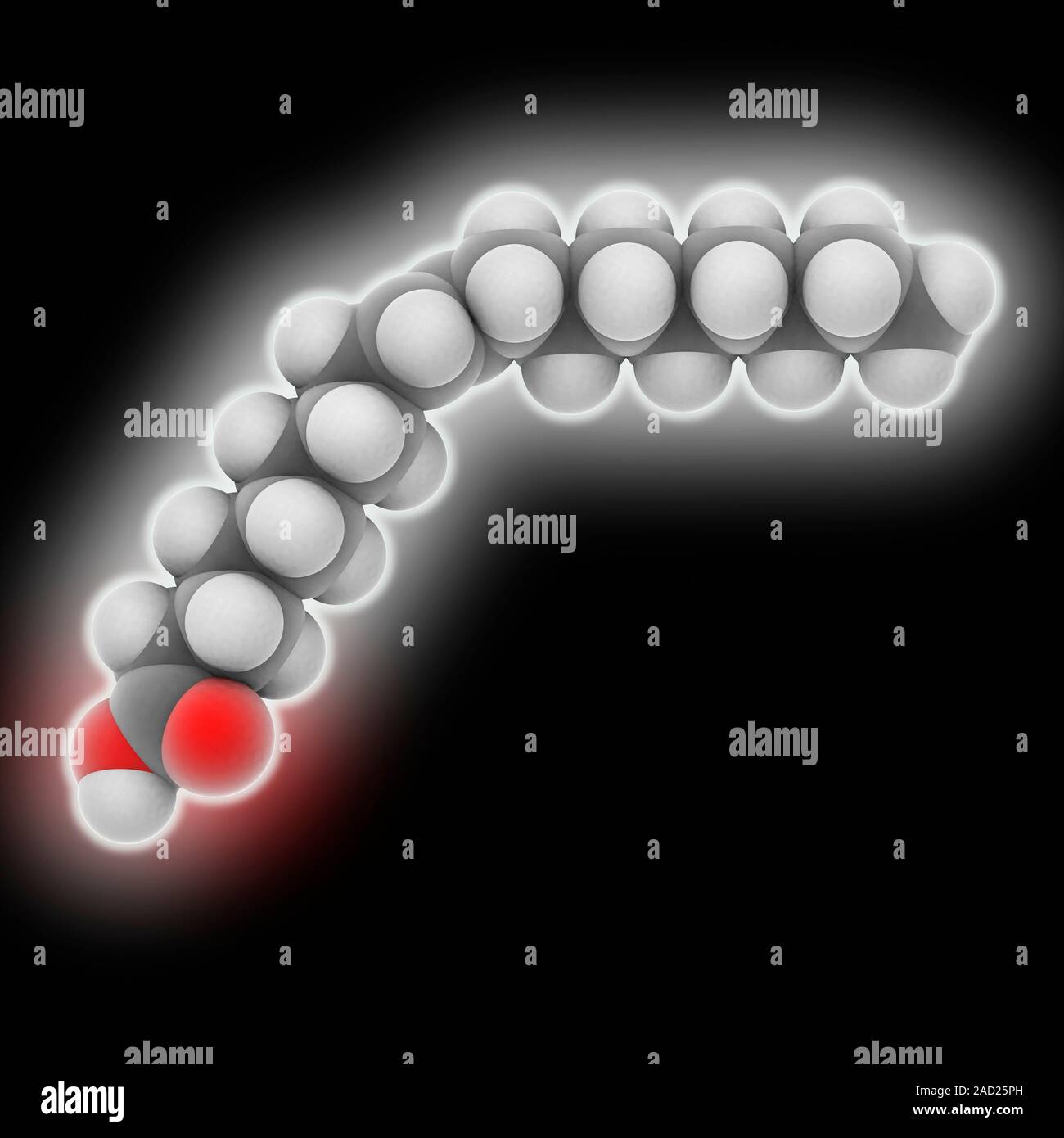 Elaidic acid. Molecular model of the major trans fat chemical elaidic ...