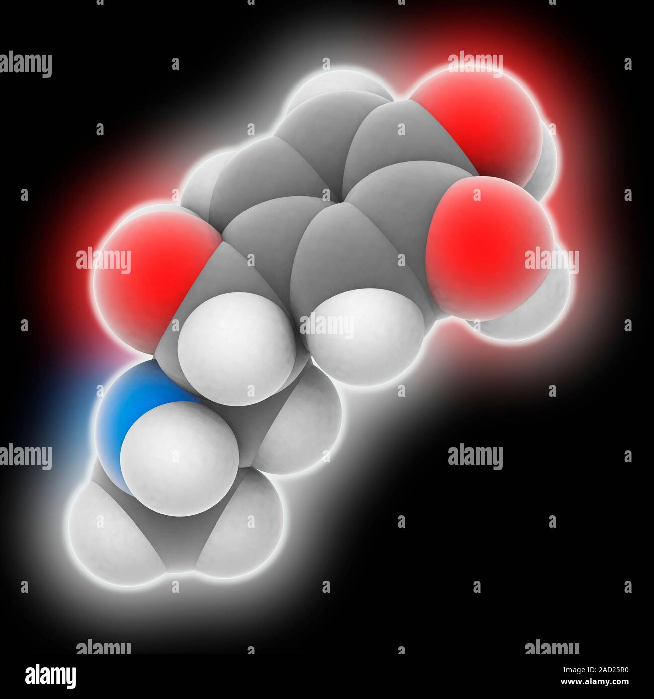 Epinephrine. Molecular model of the hormone and neurotransmitter ...