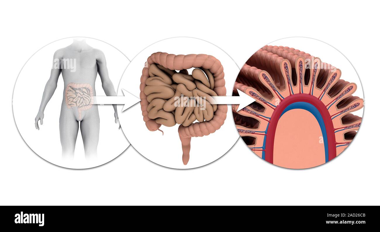 Human intestines. Computer illustration showing the location of the ...
