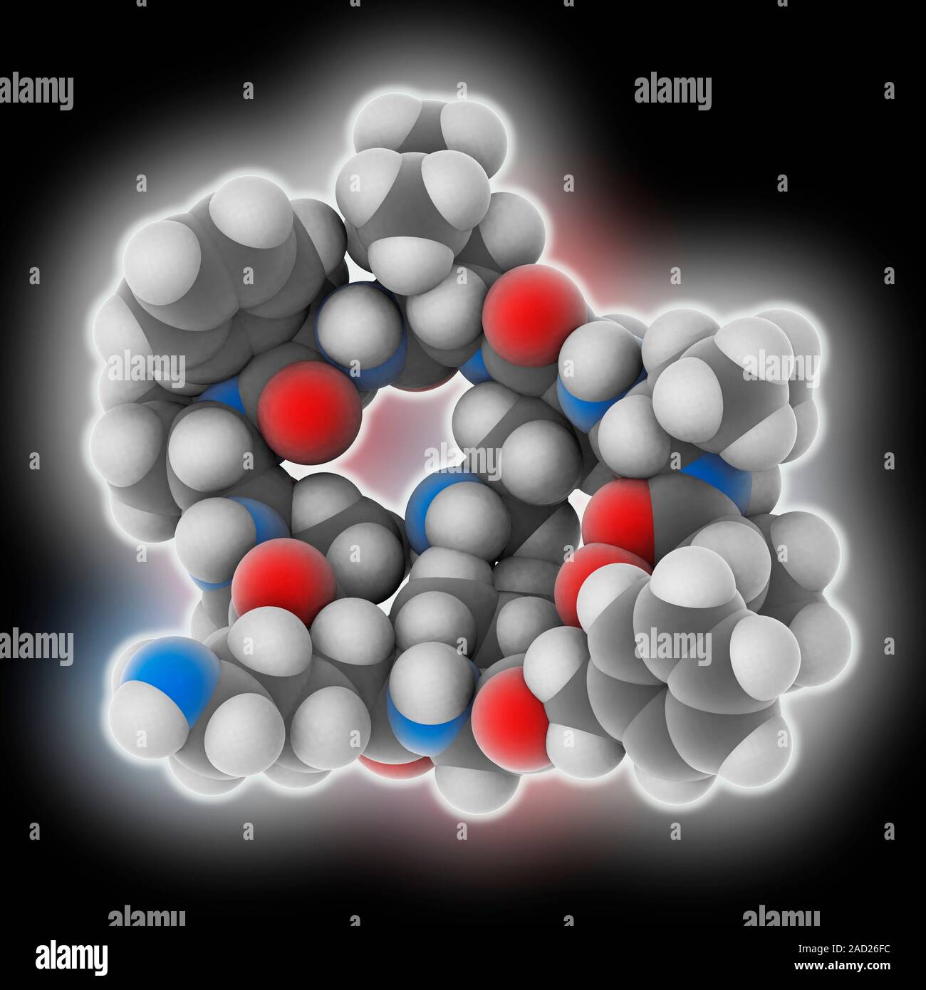 Gramicidin S. Molecular model of the antibiotic drug Gramicidin S (C60 ...