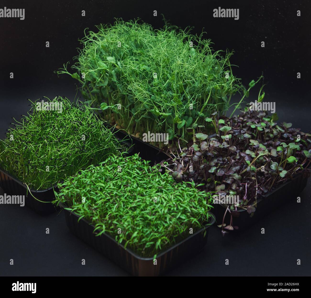 Micro greens sprouts Stock Photo - Alamy