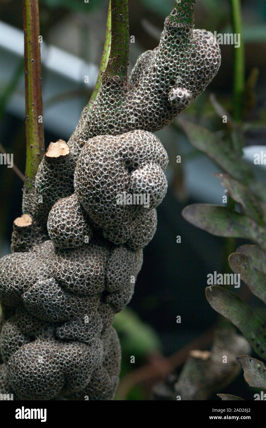 Lecanopteris is a genus of epiphytic plants native to tropical ...