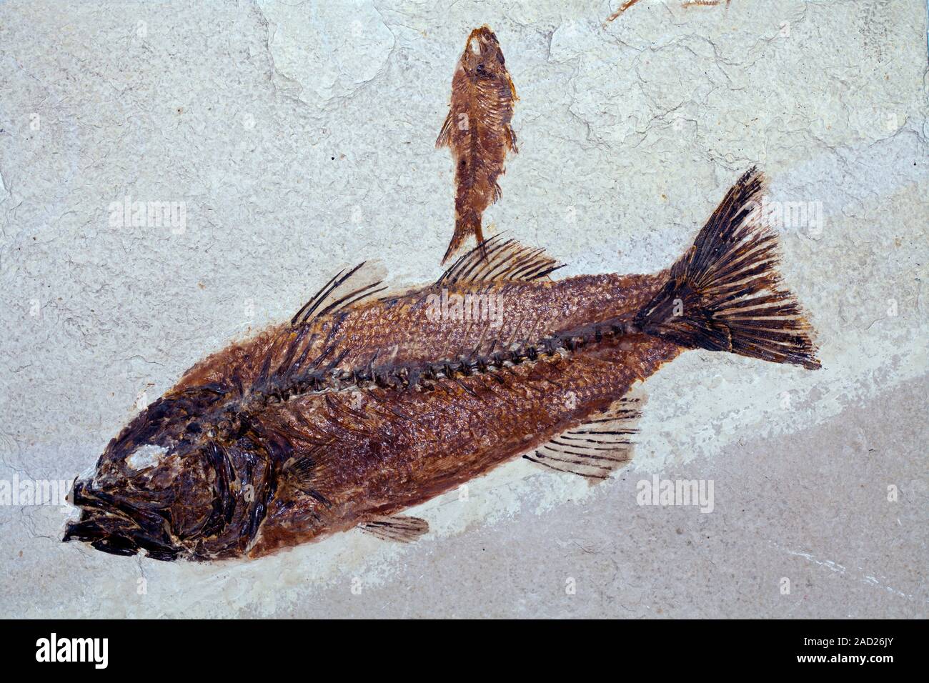 A fossil of Priscacara sp. (only the larger of the two), an extinct ...