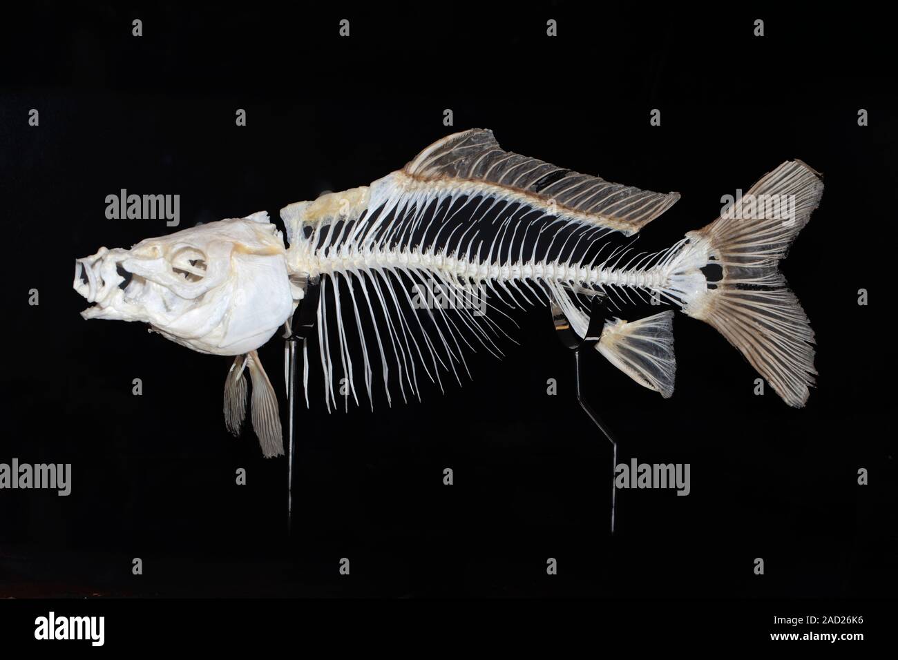 Skeleton of the Common Carp (Cyprinus carpio carpio) Thrives well in ...