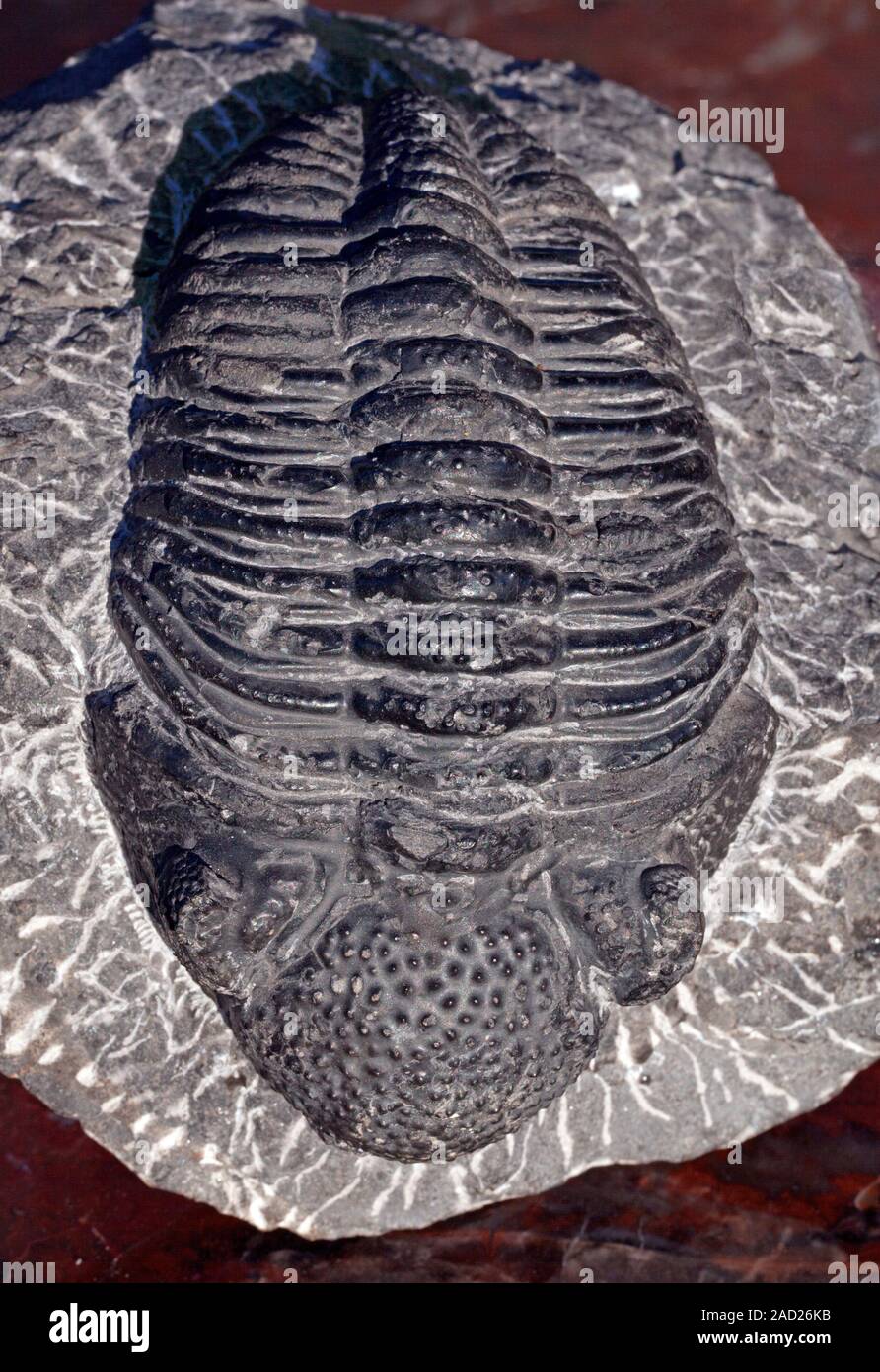 Fossil of Phacops rana, a species of trilobite that lived during the ...