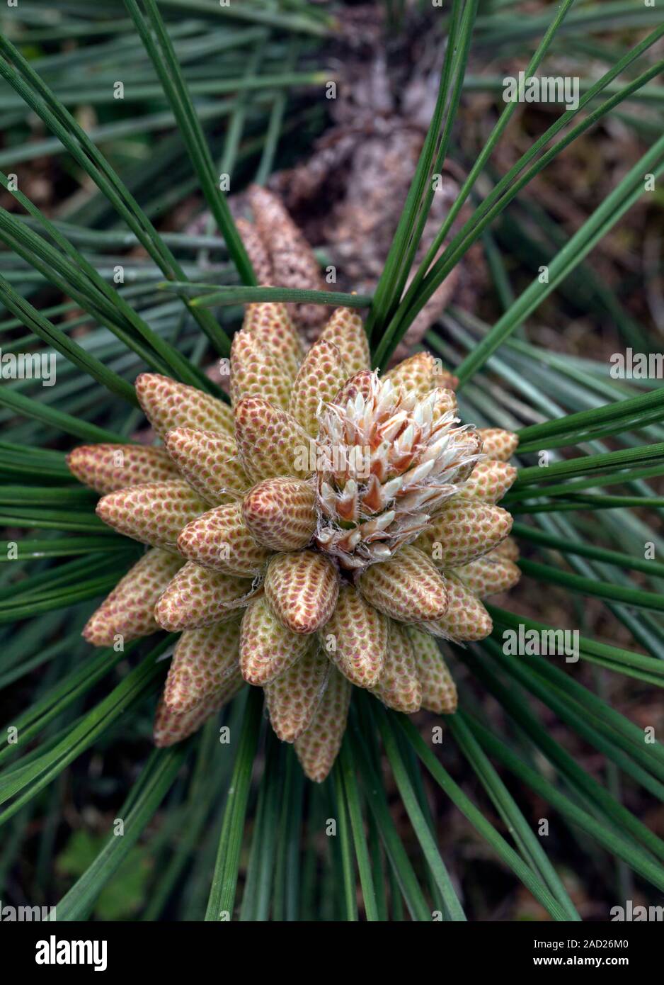 This cluster of antlers from which a flower sprouts is the male part of ...