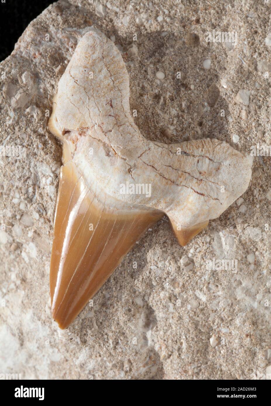 Fossil tooth of an Otodus sp., a predatory shark-like fish, living in ...