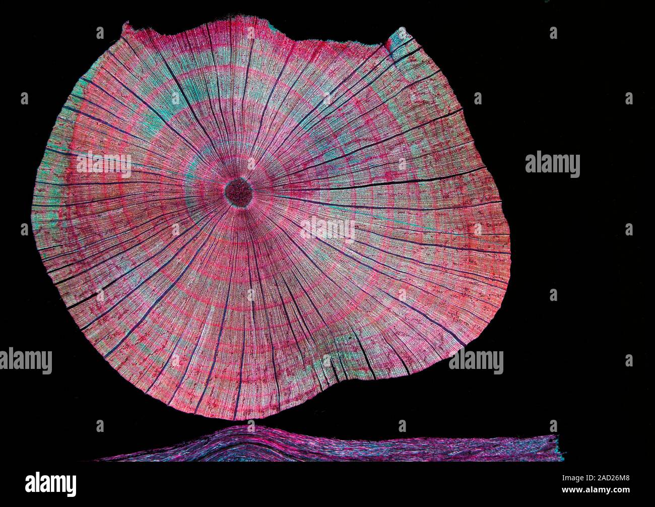 Botanical micrograph polarized light, transverse section of Ilex or ...