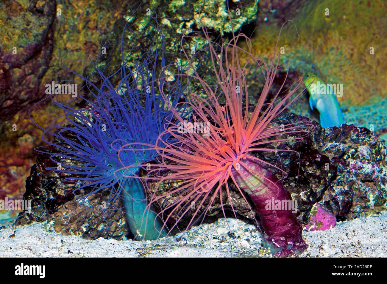 The Tube anemone (Cerianthus membranaceus), is a tube dwelling, marine ...
