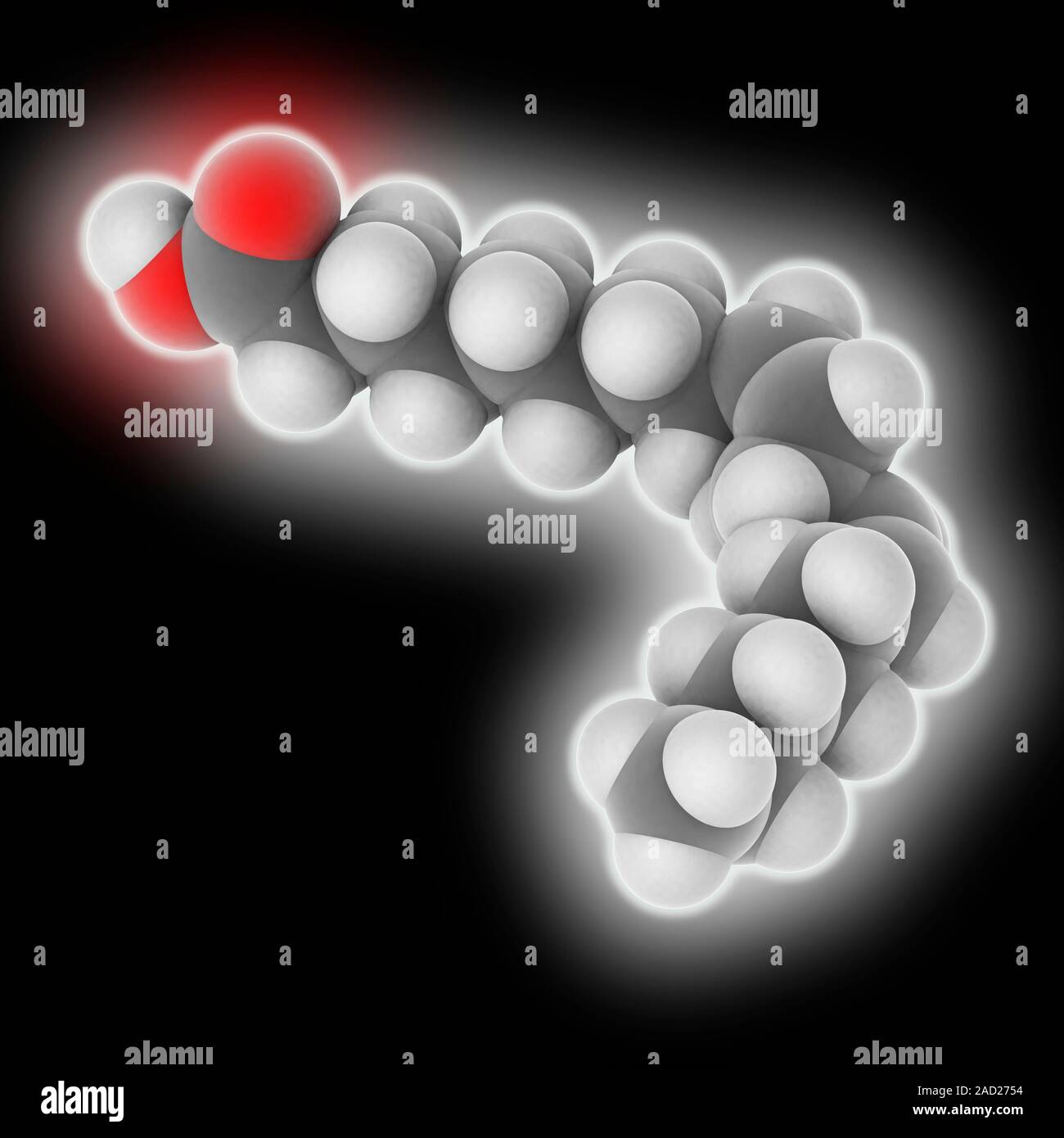 Linoleic acid. Molecular model of the polyunsaturated fatty acid ...