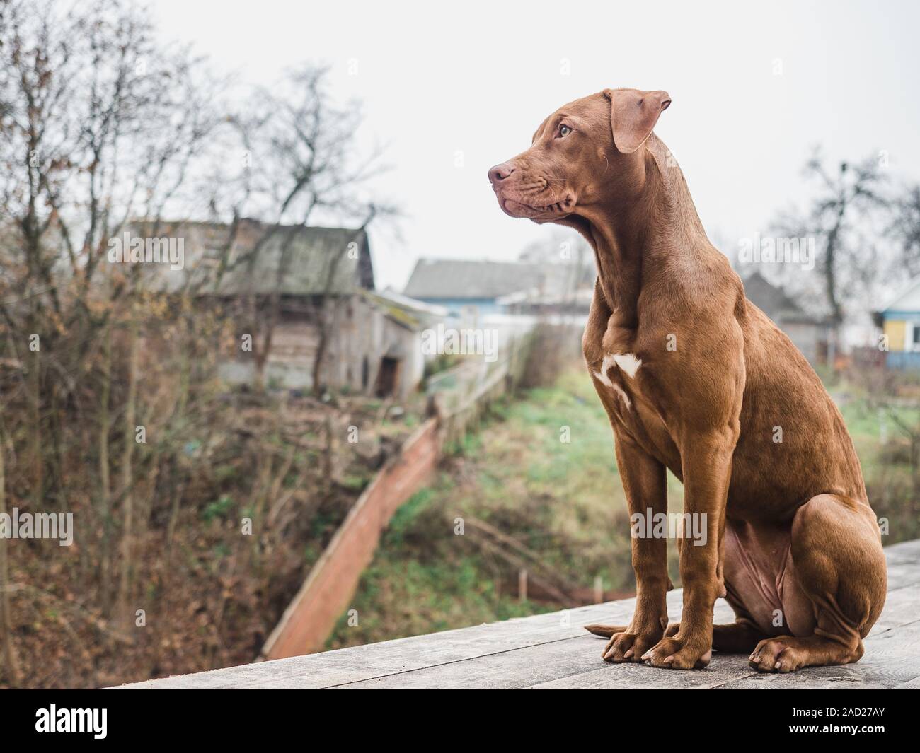 Tender, pretty puppy of chocolate color sitting on a wooden terrace on ...