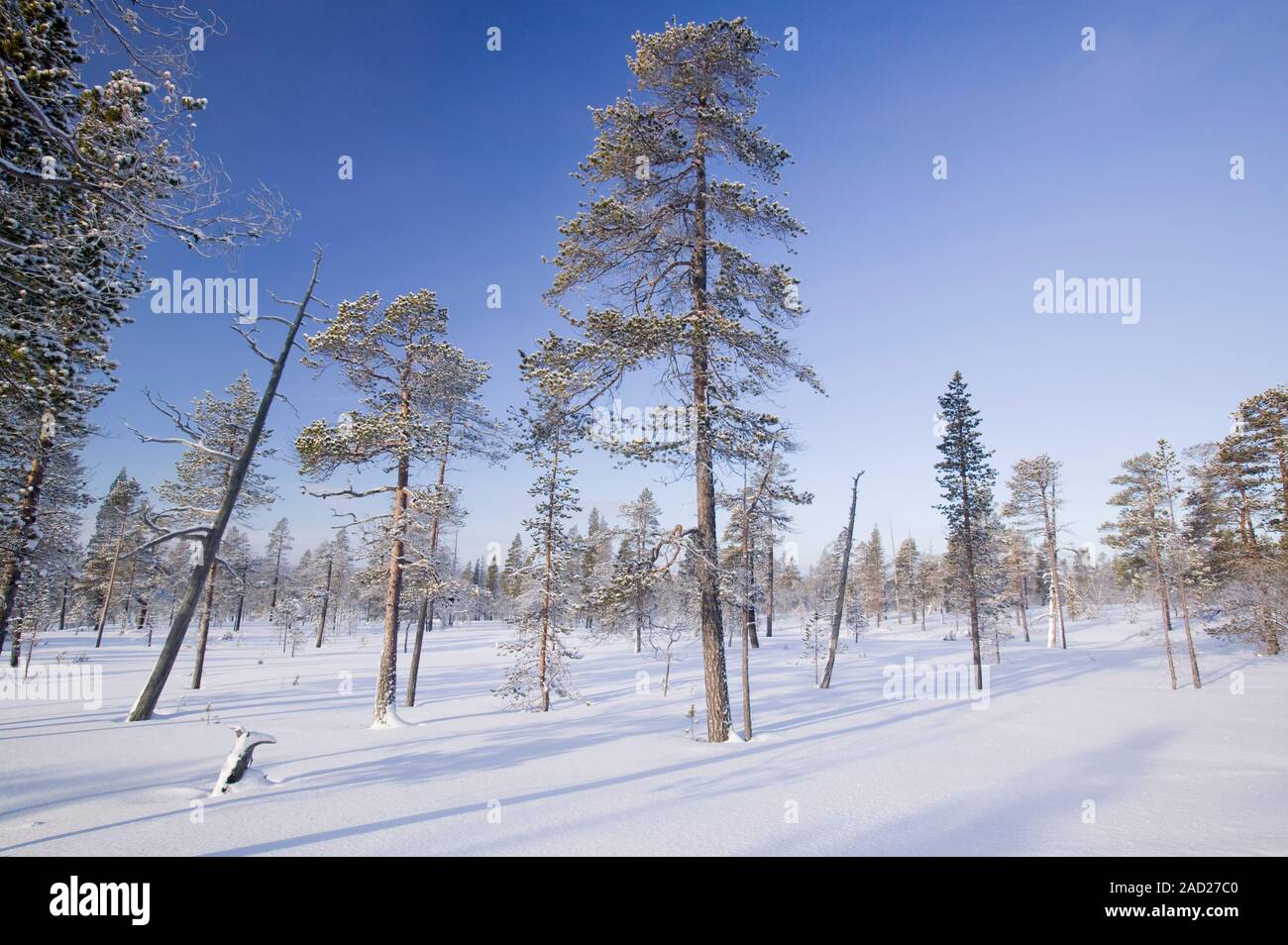 Winter in Saariselka Northern Finland Stock Photo - Alamy