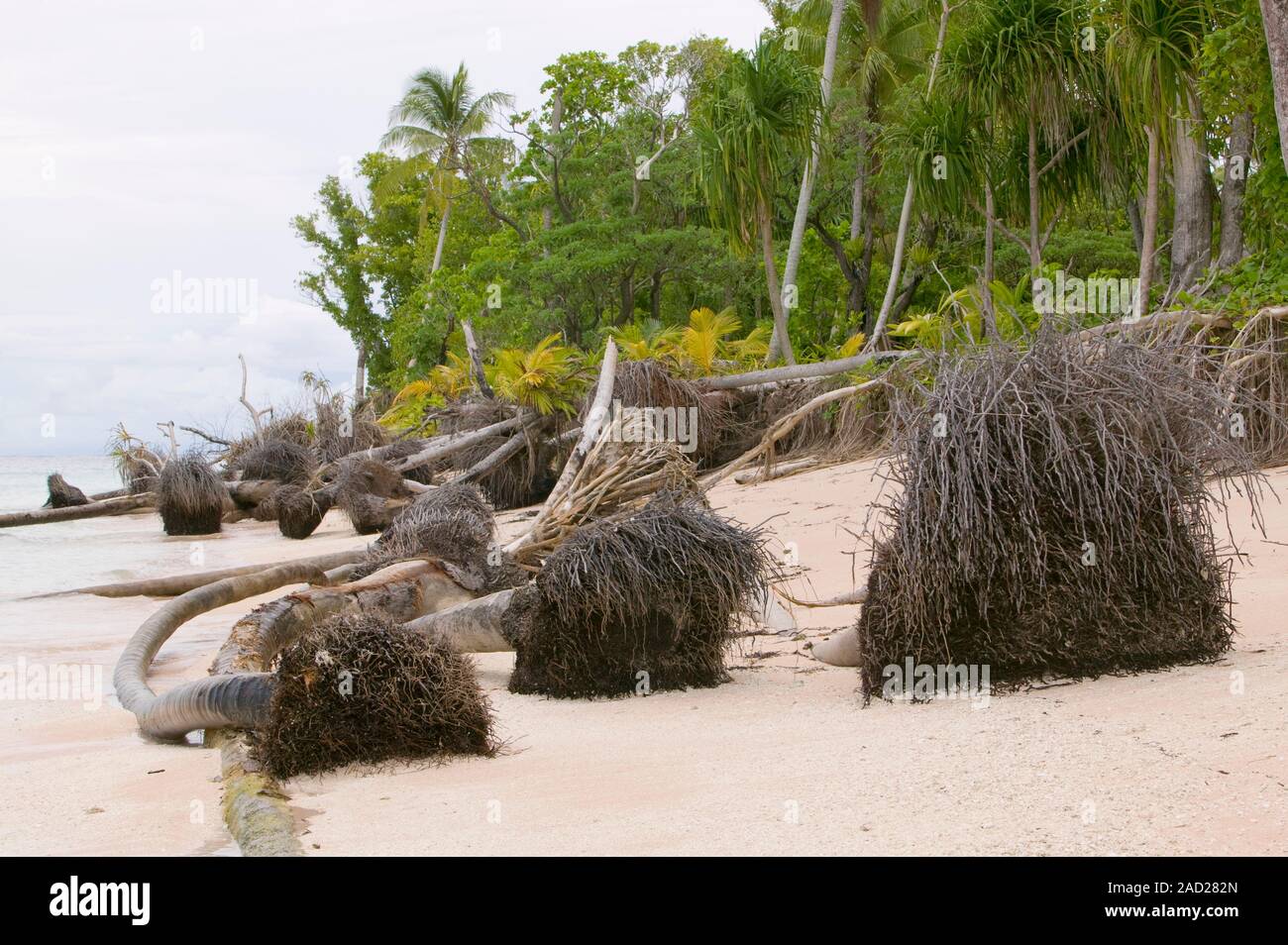 Trees knocked down by undercutting coastal erosion caused by global ...