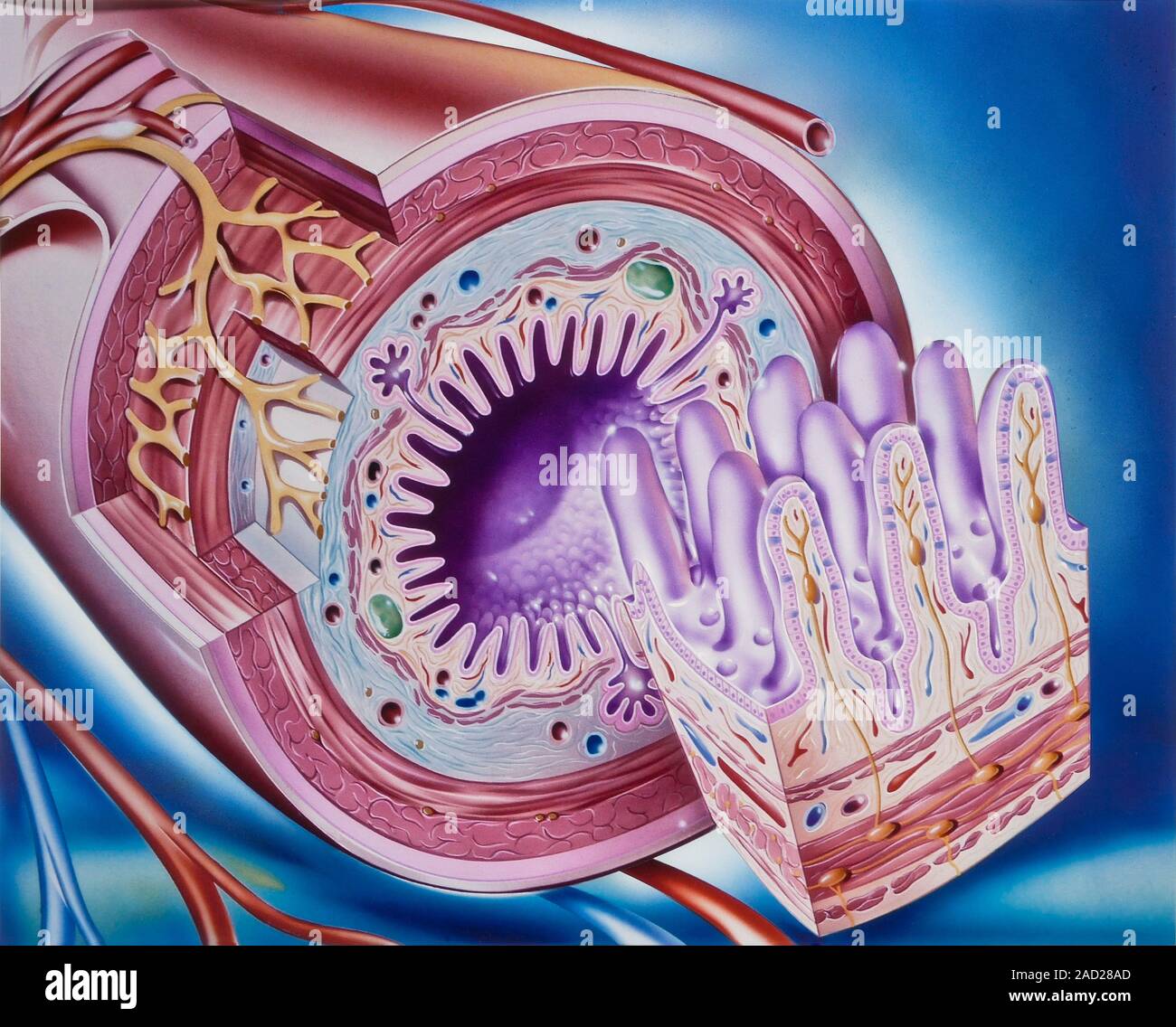 Illustration of sections through the small intestine. The small ...