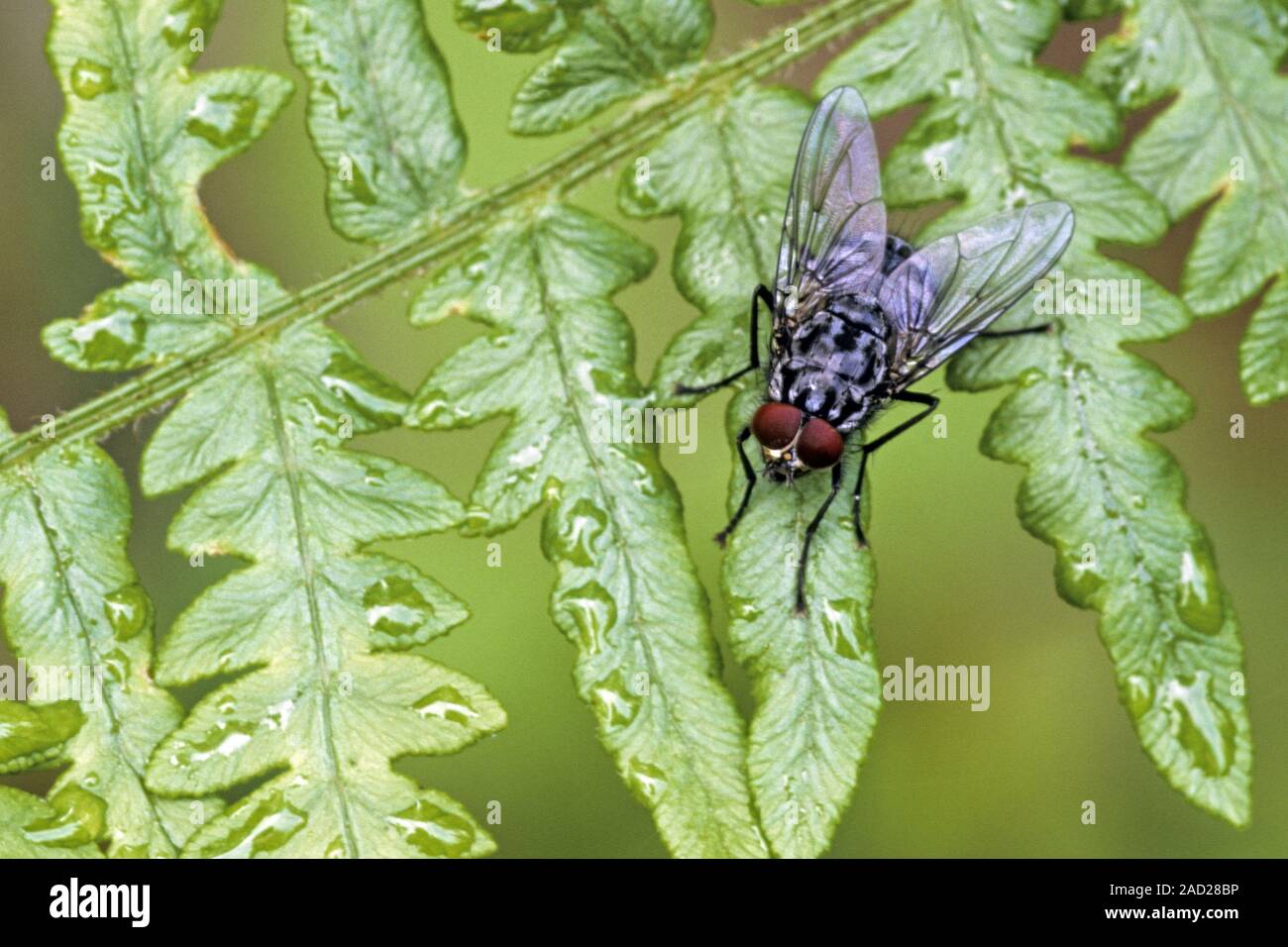 Fly on a fern frond / Polietes cf. domitor - (Maennchen Stock Photo - Alamy