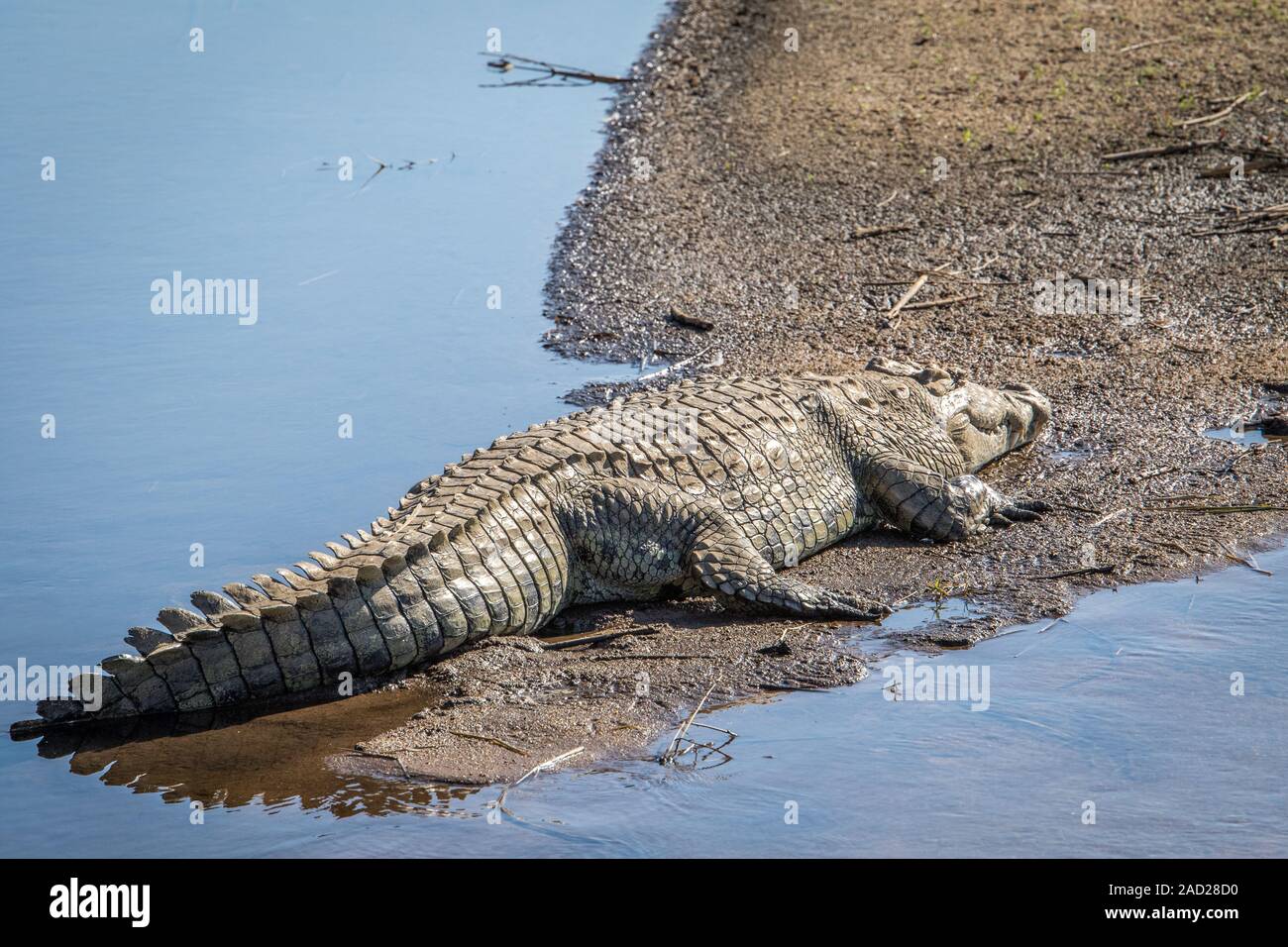 Crocodile sunbathing next to the water Stock Photo - Alamy