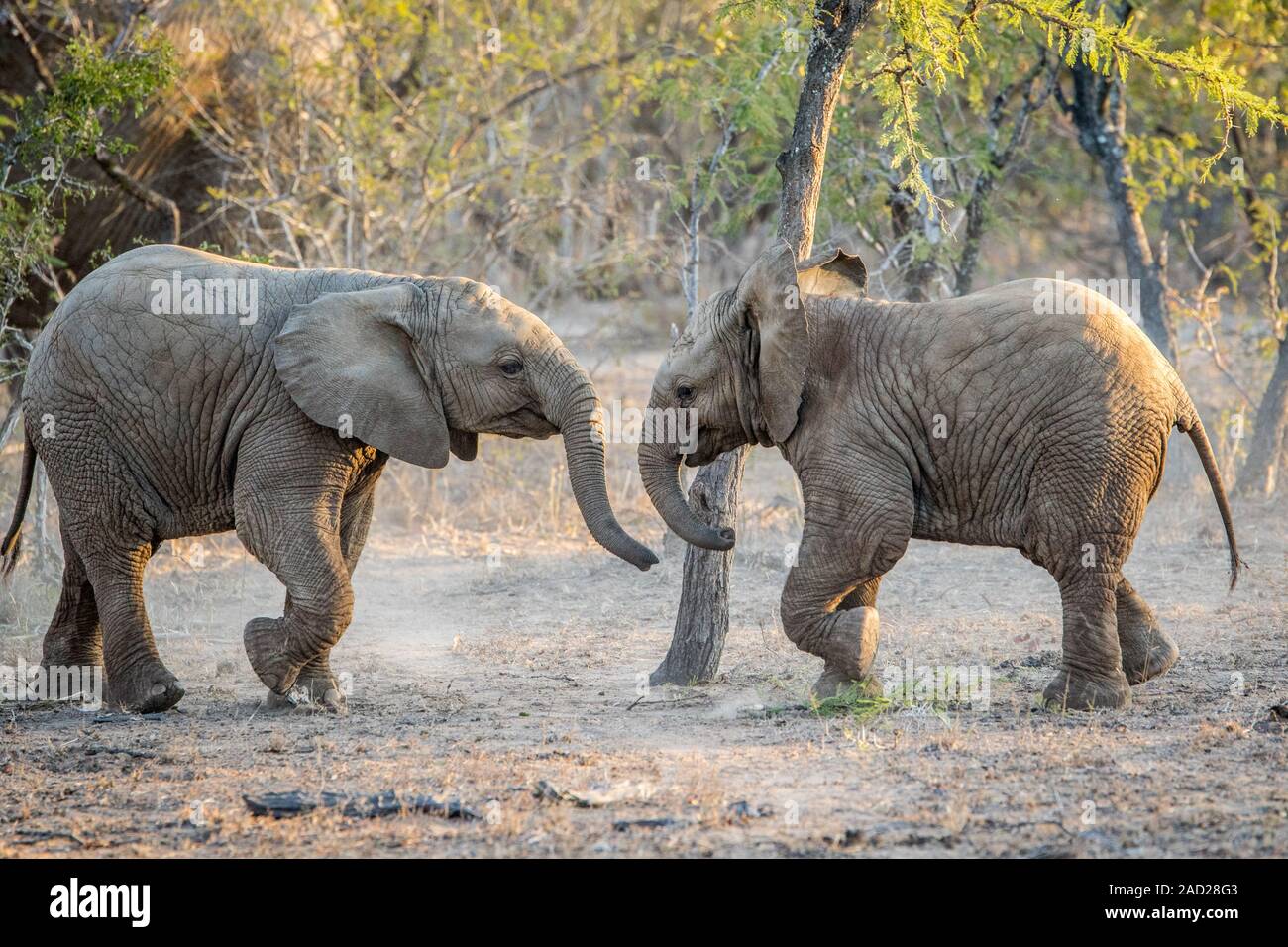5 african elephants hi-res stock photography and images - Alamy
