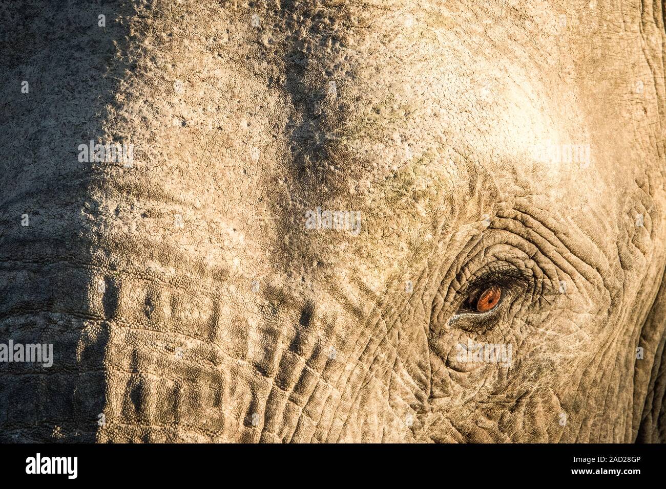 Close up of an African elephant eye Stock Photo - Alamy