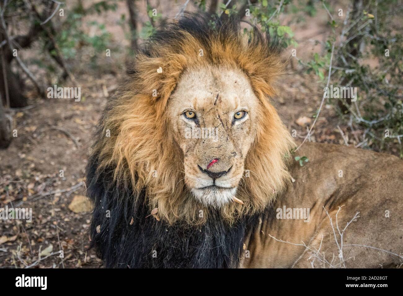 Huge lion hi-res stock photography and images - Alamy