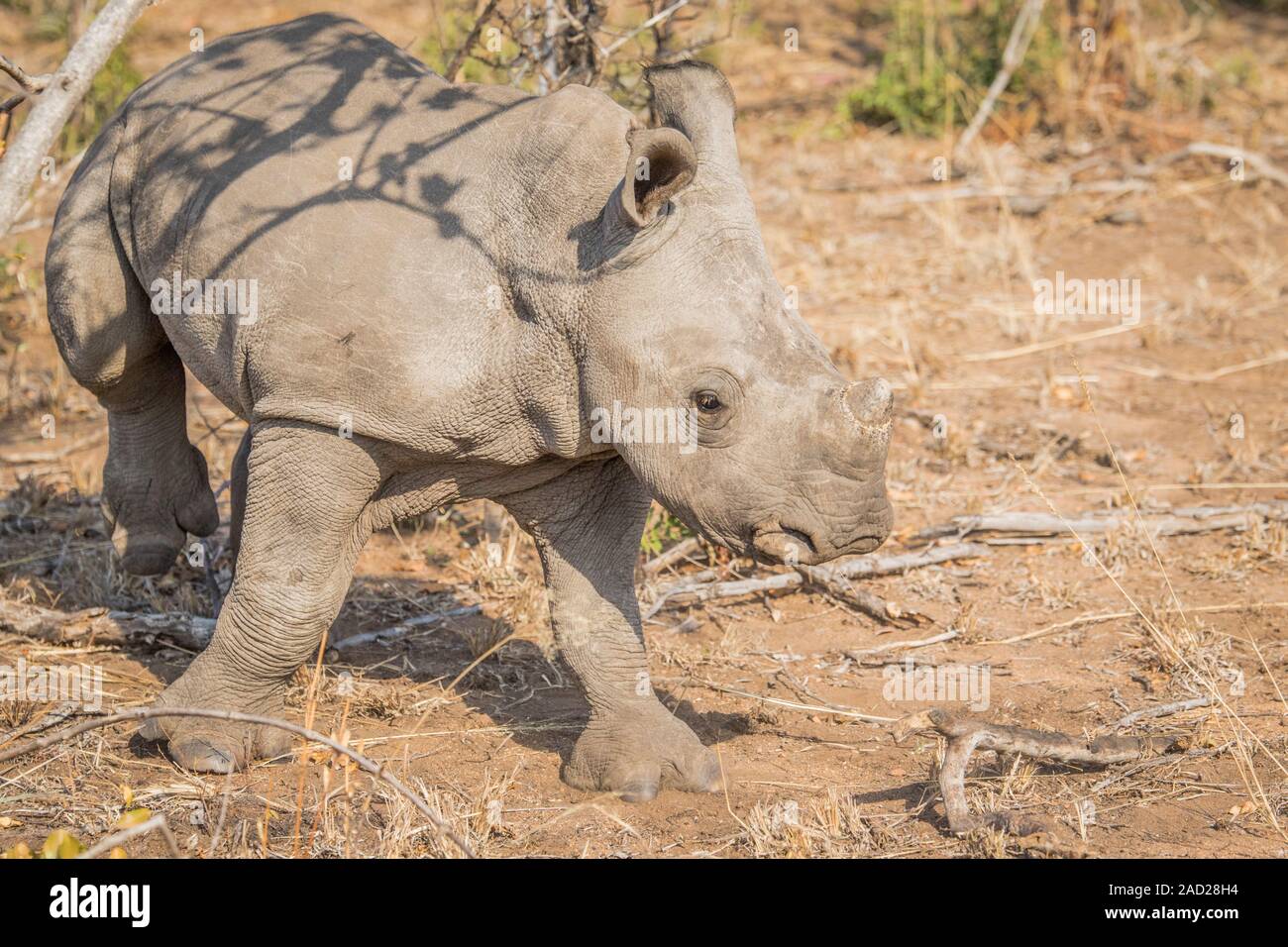 Curious little baby White rhino Stock Photo - Alamy