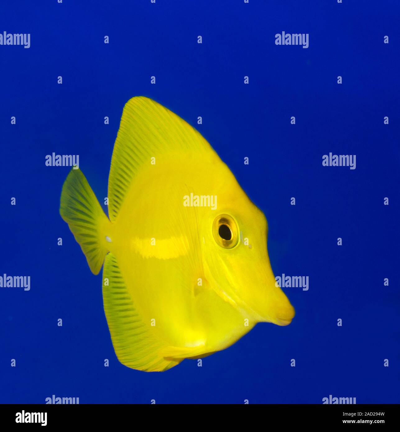 Yellow tang (Zebrasoma flavescens). This tropical marine fish is ...